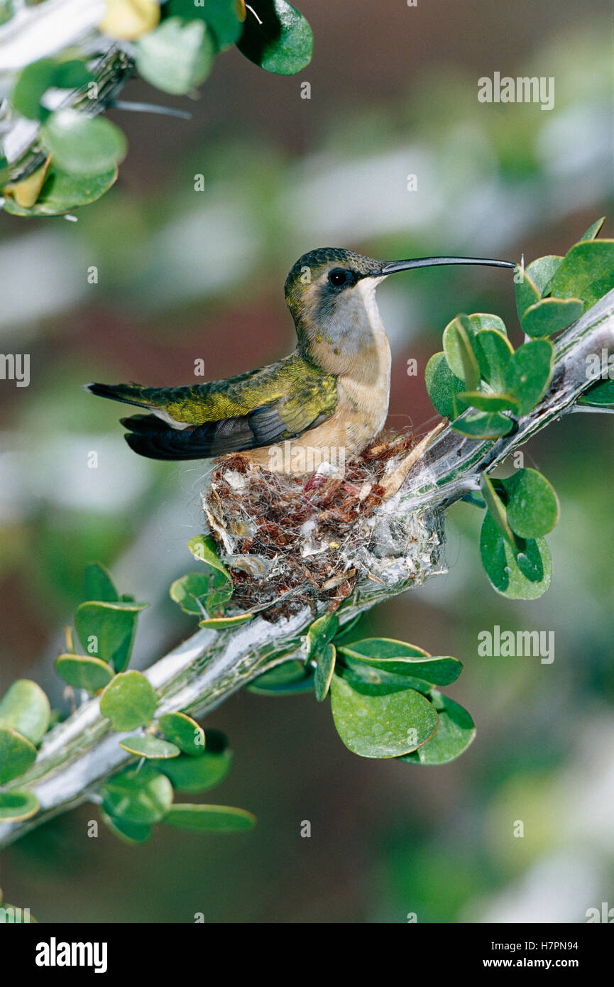 Lucifer Hummingbird (Calothorax lucifer) female incubating eggs on nest ...