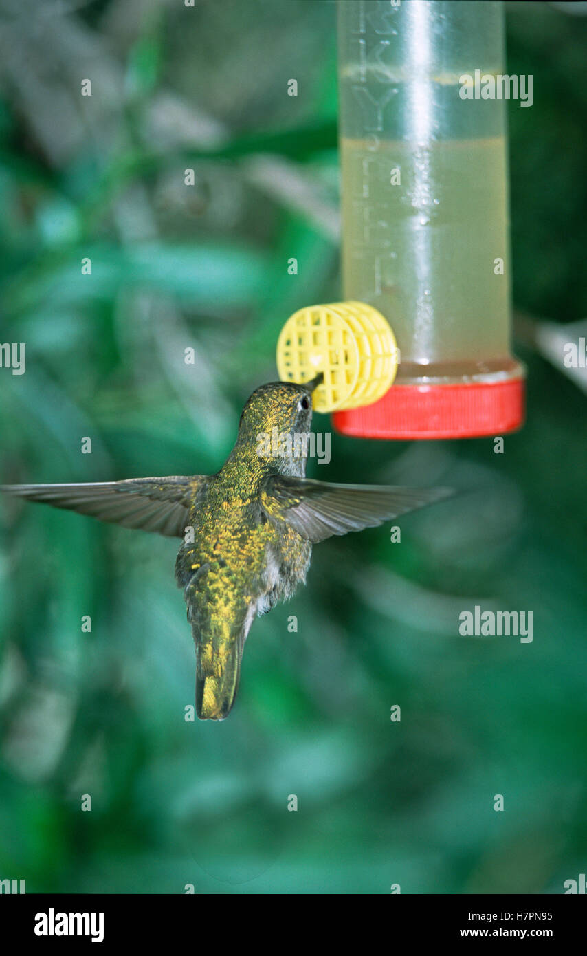 Lucifer Hummingbird (Calothorax lucifer) at feeder, Arizona Stock Photo ...