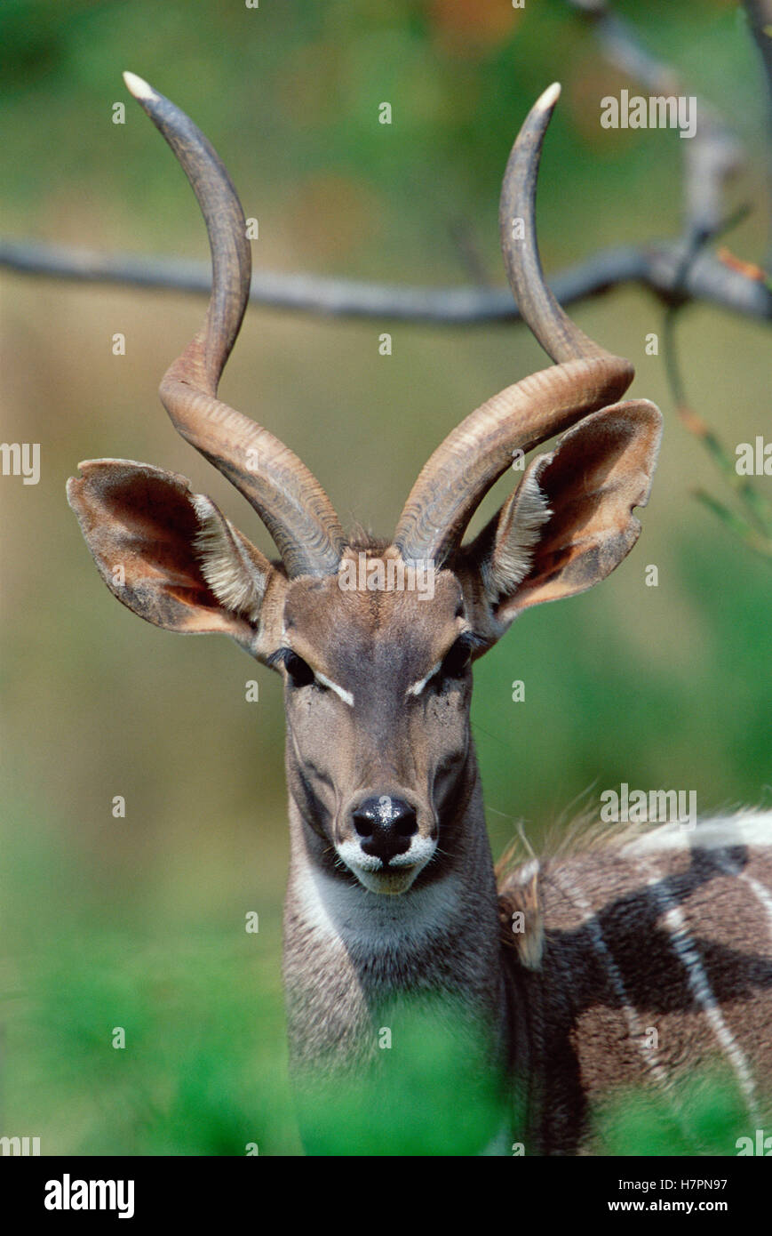 Lesser Kudu (Tragelaphus imberbis) portrait, Africa Stock Photo - Alamy