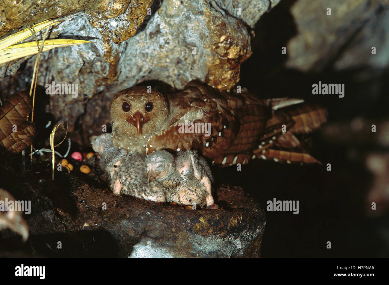 Oilbird Echolocation