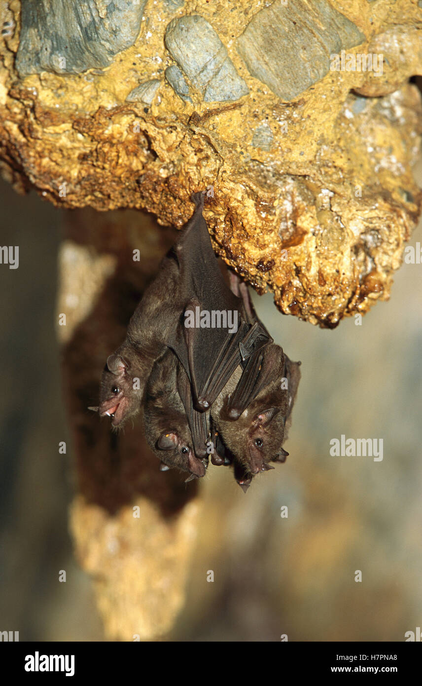 Bat group hanging from ceiling of Aripo Caves, Trinidad, West Indies ...