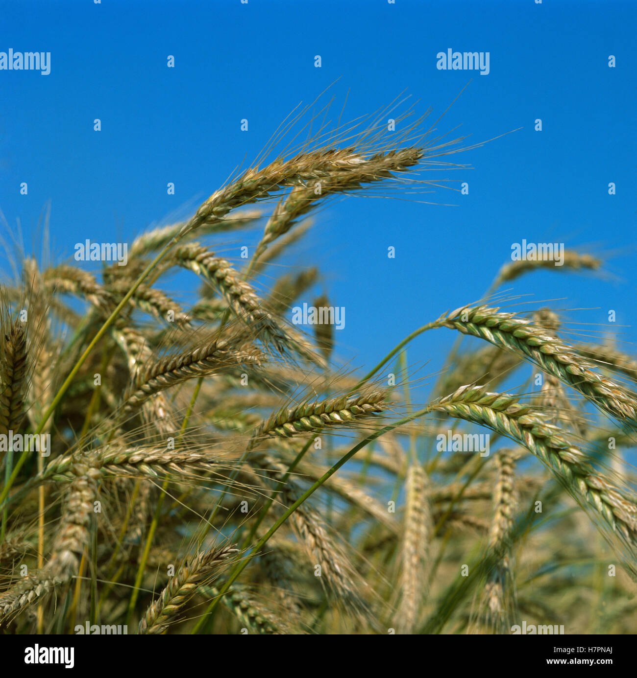 Wheat field with ripe crop, Europe Stock Photo - Alamy