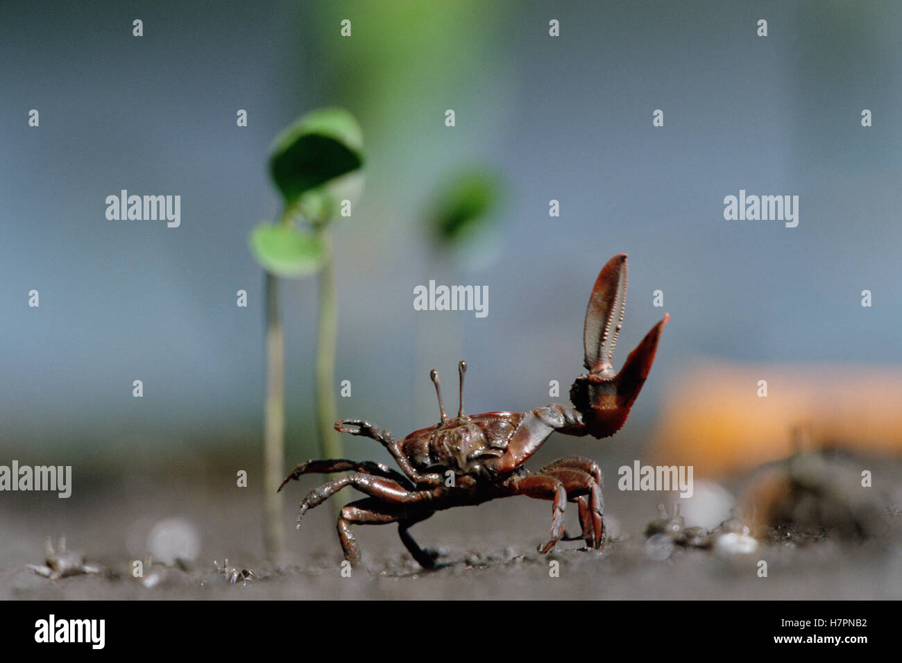 Fiddler Crab (Uca maracoani) waving, Caroni Swamps, Trinidad, West ...