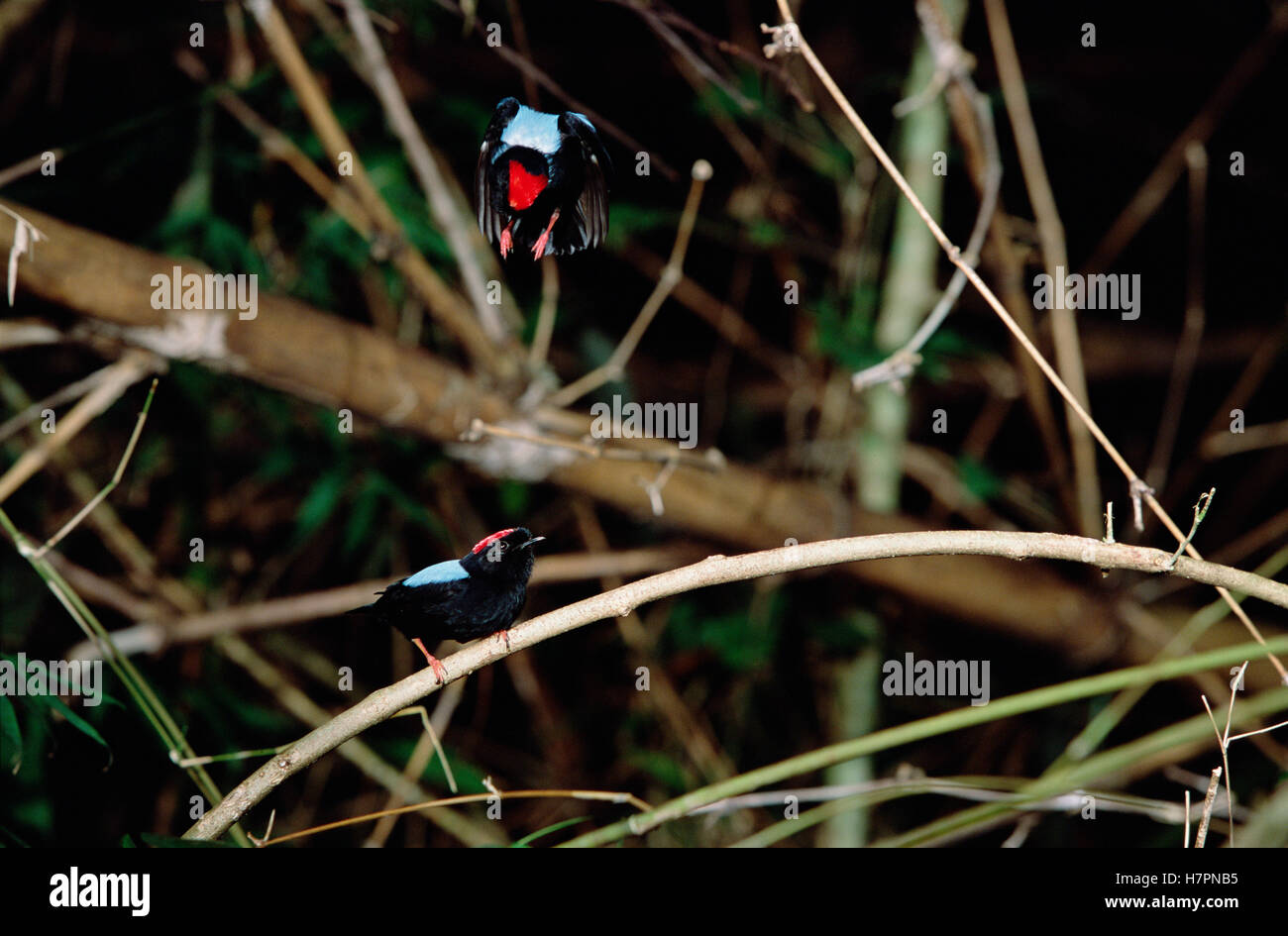 Blue-backed Manakin (Chiroxiphia pareola) pair of males dancing, Tobago ...