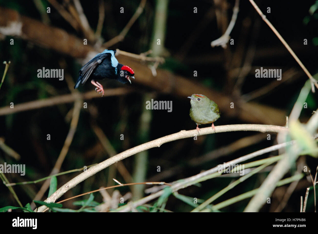Blue-backed Manakin (Chiroxiphia pareola) adult and immature male ...