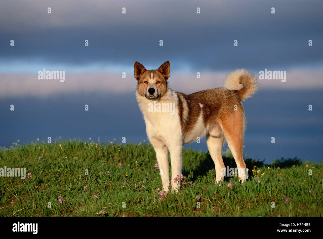 Domestic Dog (Canis familiaris), Taymyr Peninsula, Siberia Stock Photo ...