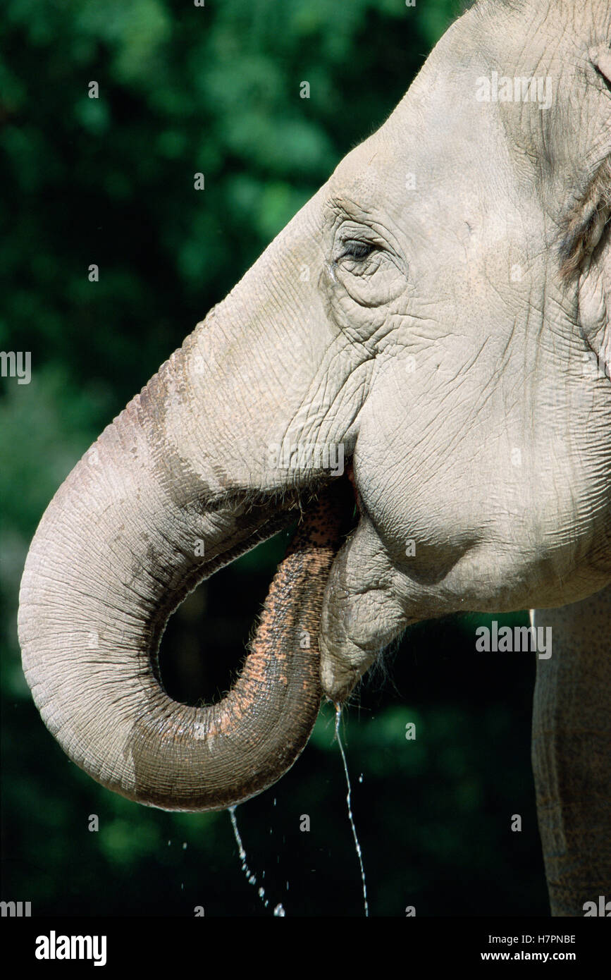 Asian Elephant (Elephas maximus) drinking Stock Photo - Alamy