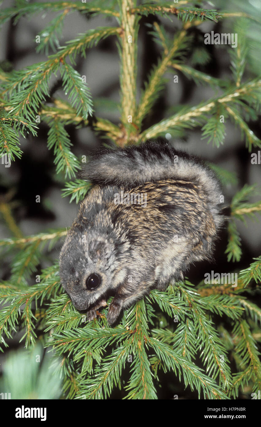 Russian Flying Squirrel (Pteromys volans), Ural Mountains, Pechora ...