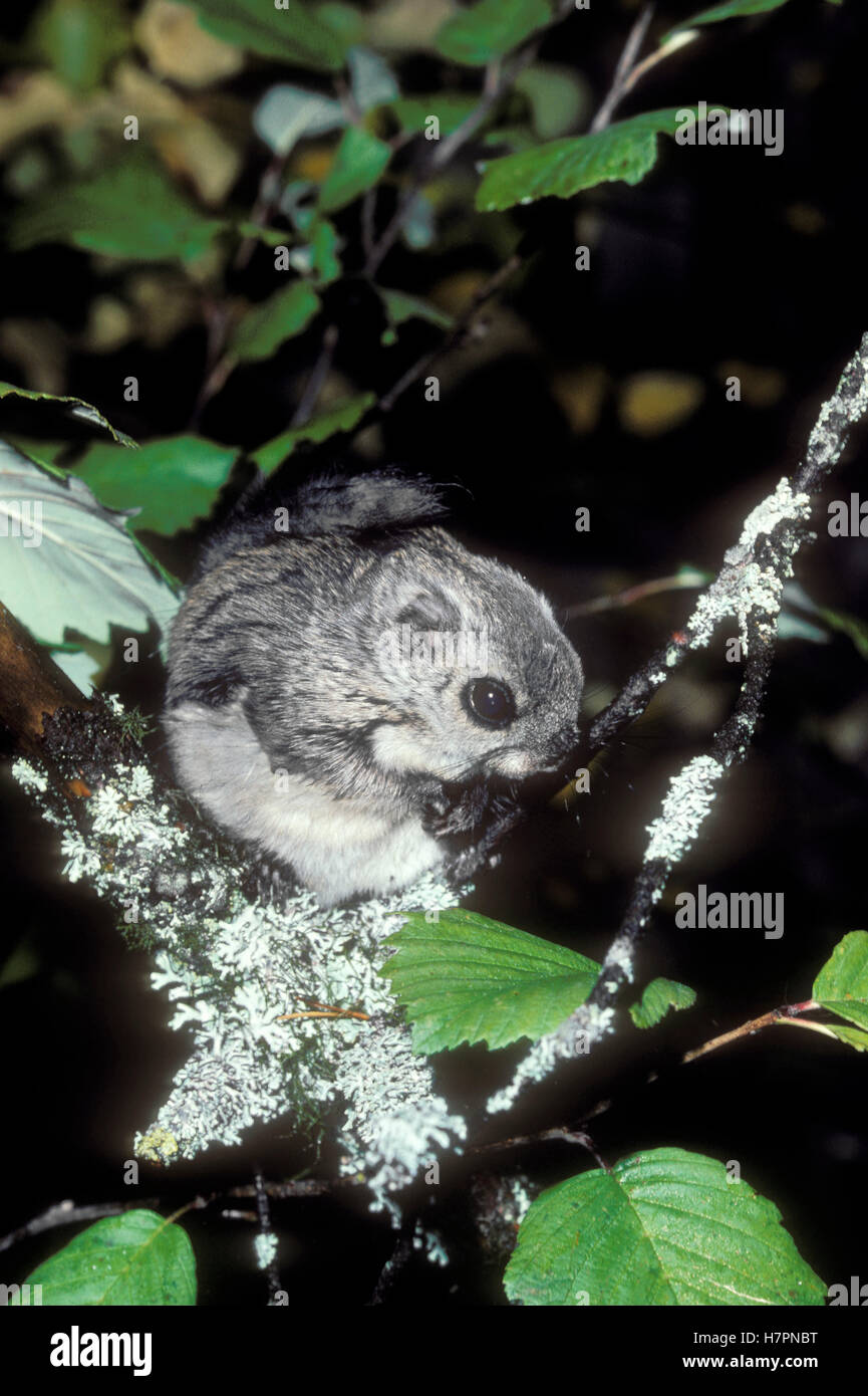 Russian Flying Squirrel (Pteromys volans), Ural mountains, Pechora ...