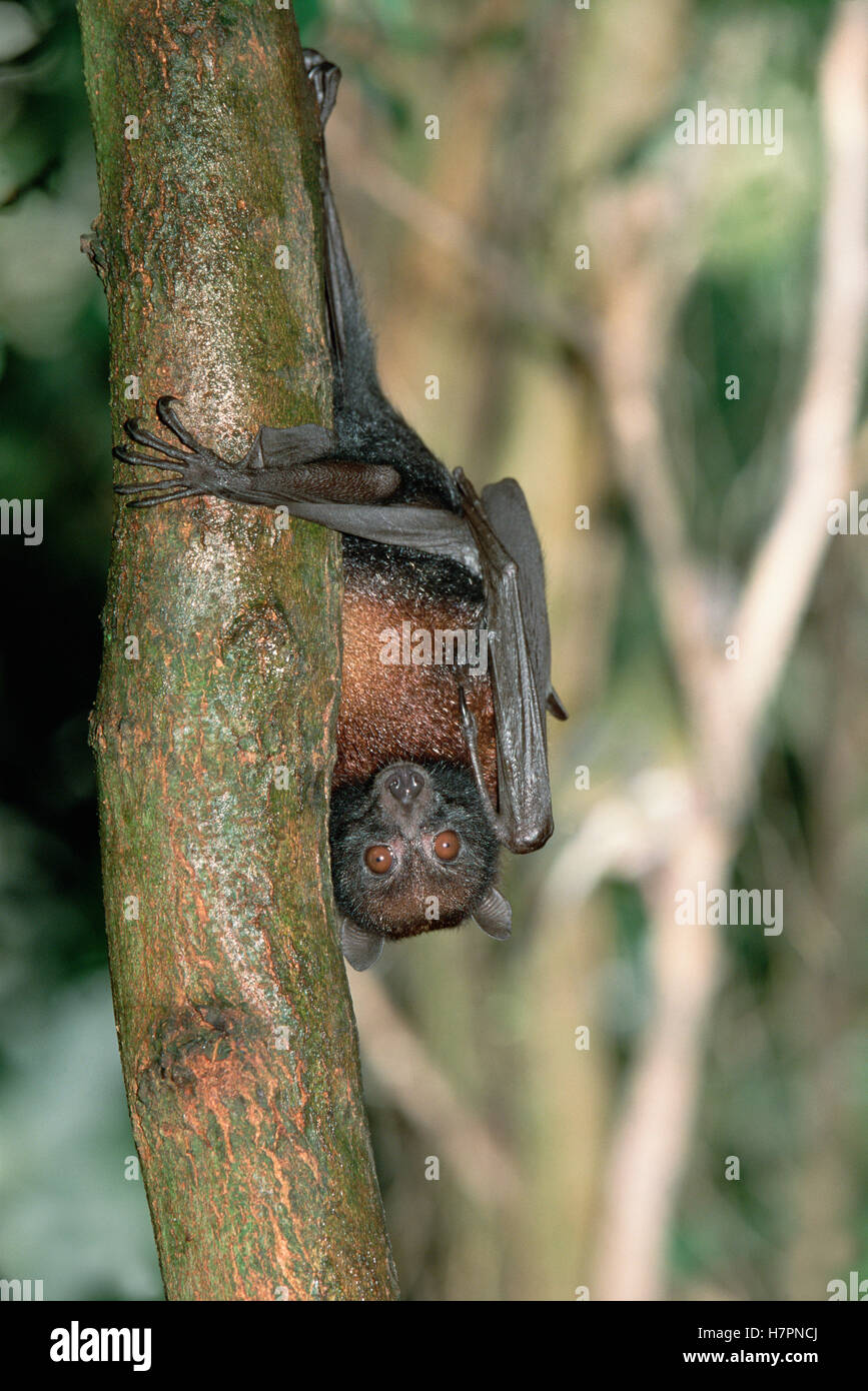 Island Flying Fox (Pteropus hypomelanus) range: small islands off ...