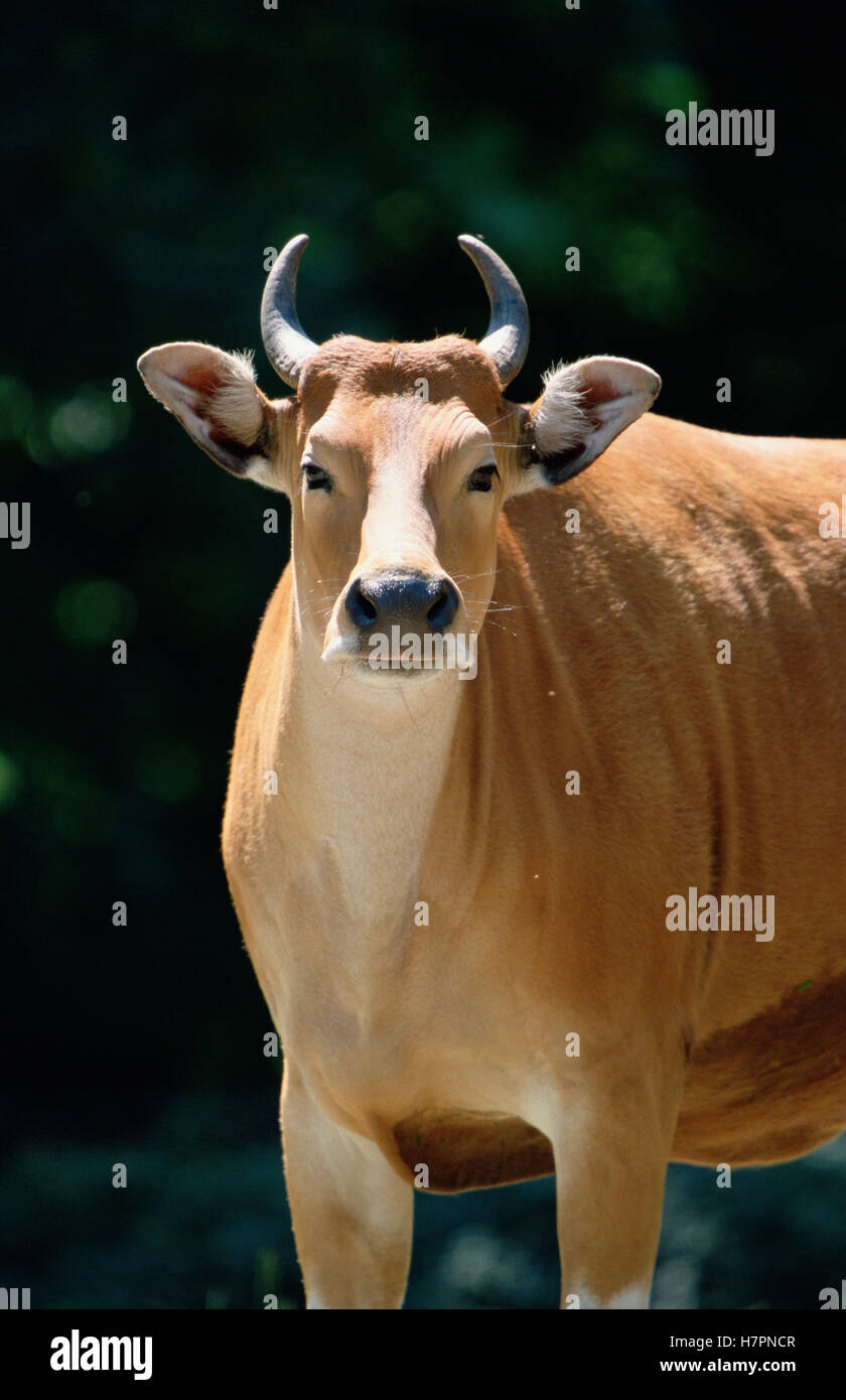 Banteng (Bos javanicus) female Stock Photo - Alamy
