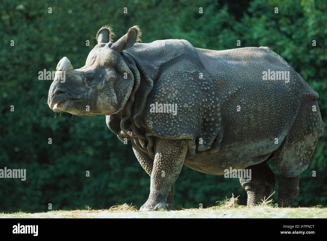 Indian Rhinoceros (Rhinoceros unicornis), native to India Stock Photo ...