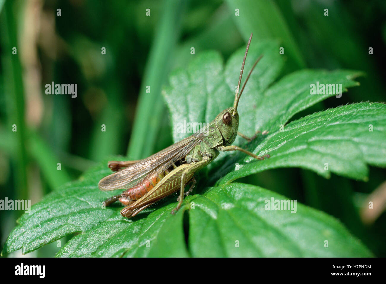 Grasshopper (Stenobothrus sp) on leaf, Germany Stock Photo - Alamy