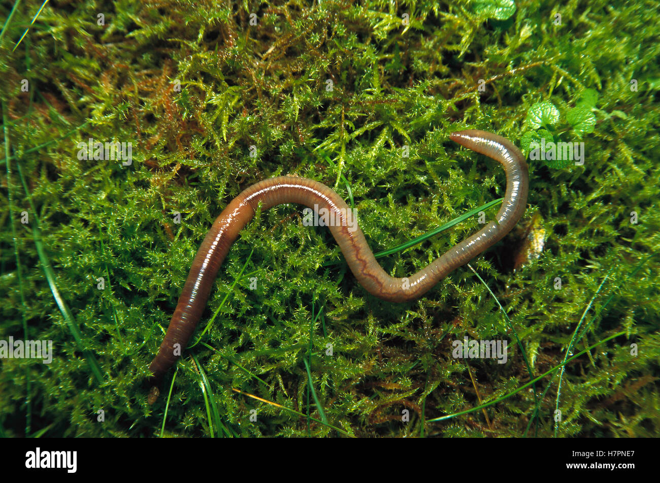 Common Earthworm (Lumbricus terrestris), Germany Stock Photo - Alamy