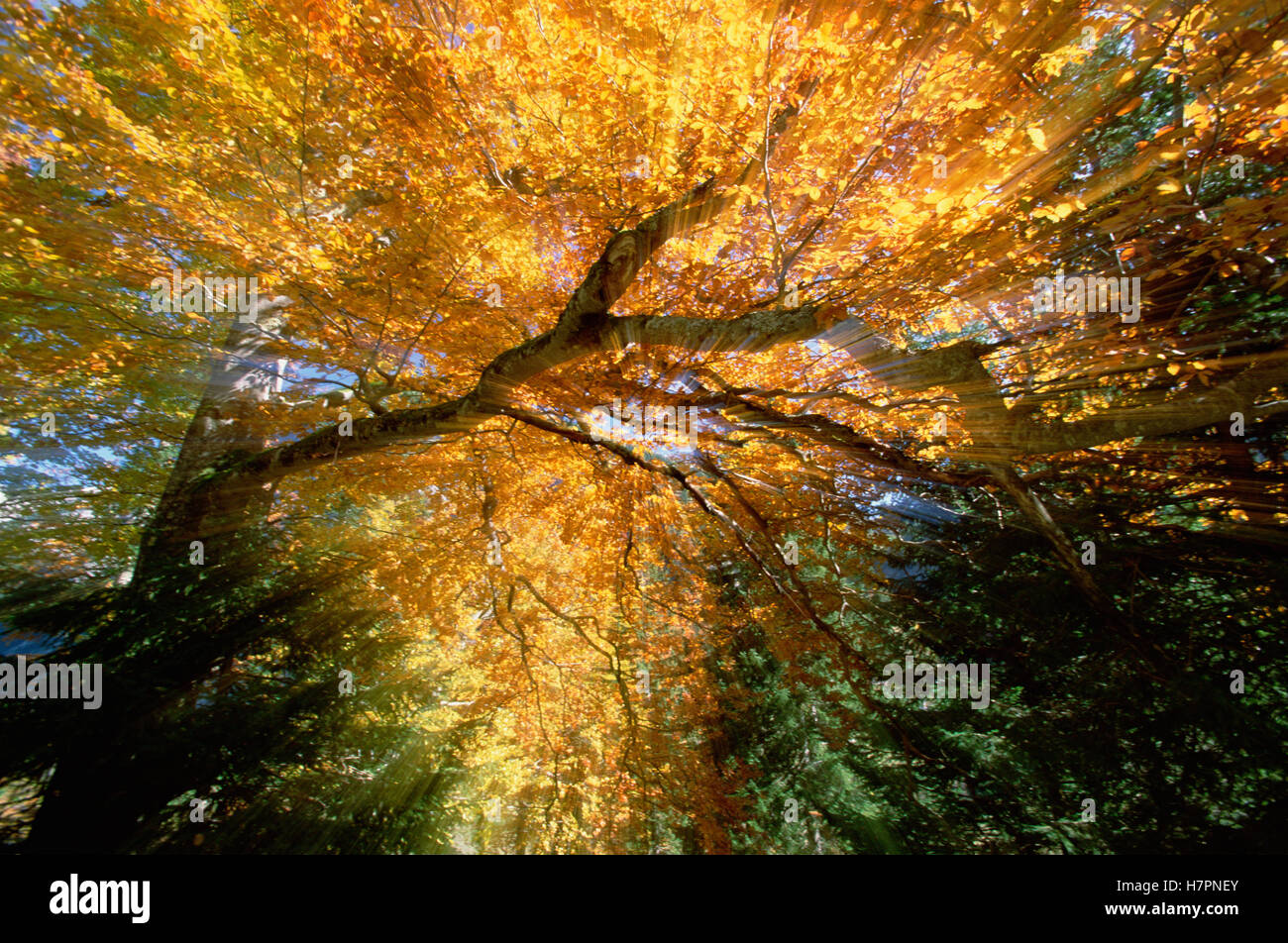Golden-colored autumn foliage, abstract Stock Photo - Alamy