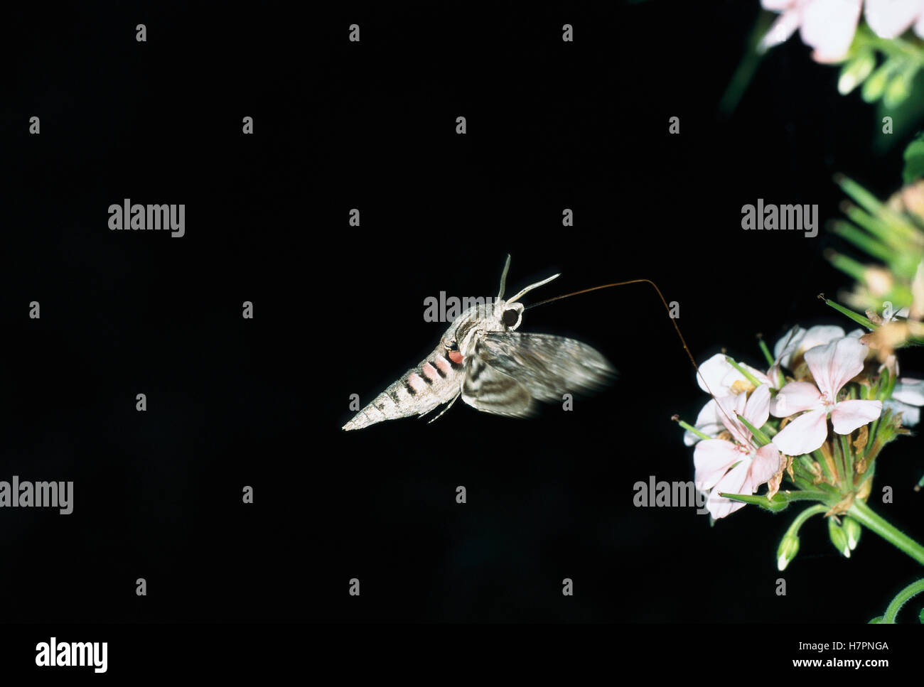 Convolvulus Hawk-moth (Agrius convolvuli) at flowers, Italy Stock Photo ...