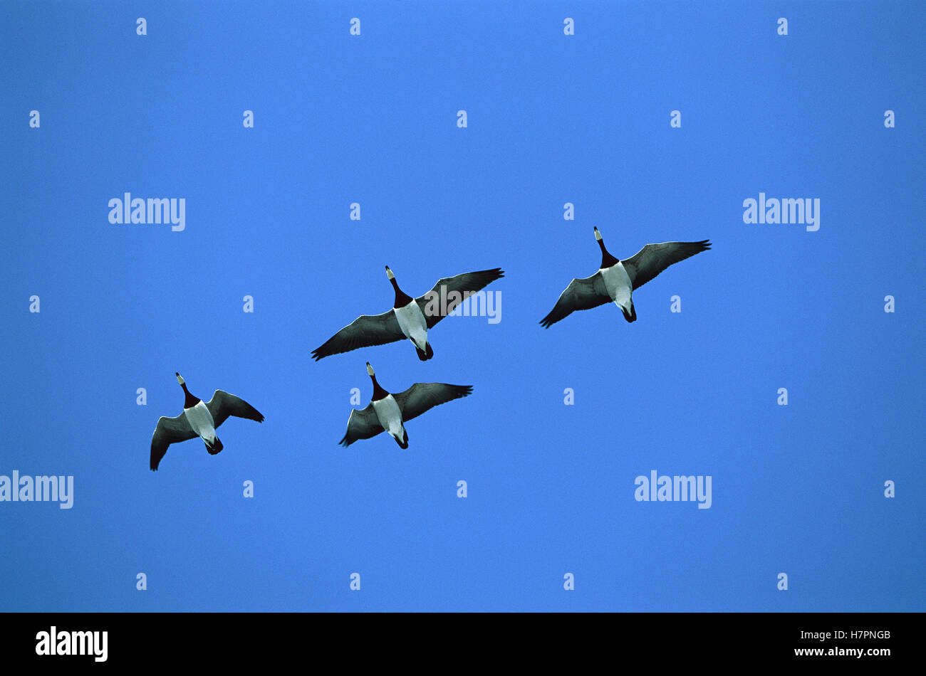 Barnacle Goose (Branta leucopsis) flock of four flying, Germany Stock ...