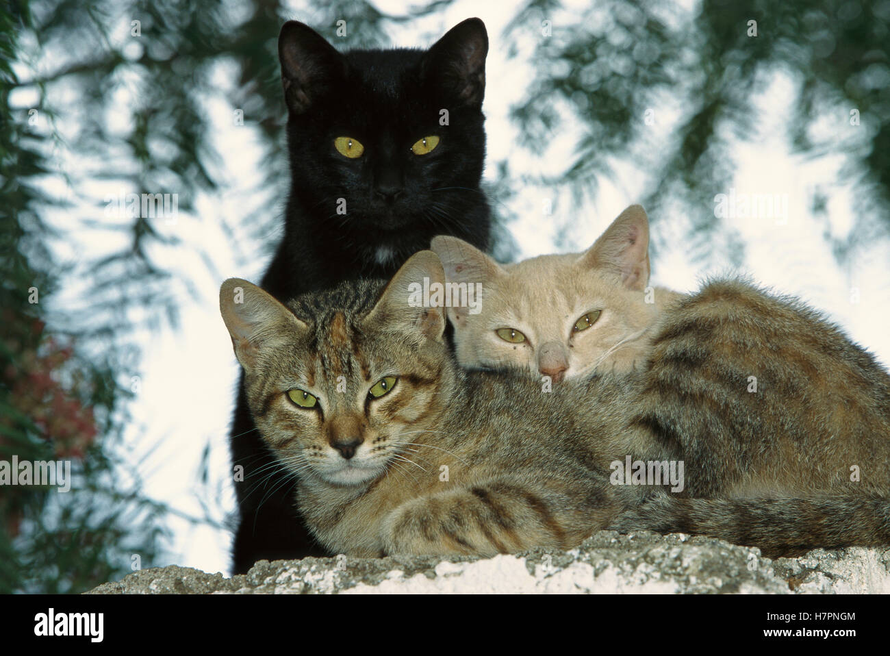 Domestic Cat (Felis catus) group of three, Tanzania Stock Photo - Alamy