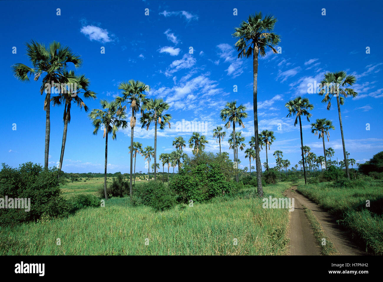 Borassus Palm (Borassus bellidiformis) along dirt road, Tarangire ...