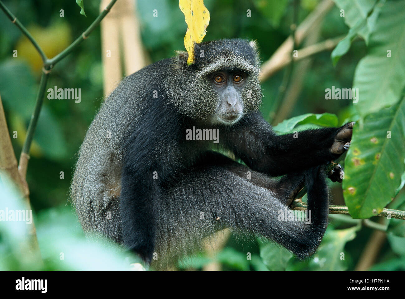 Blue Monkey (Cercopithecus mitis), Lake Manyara National Park, Tanzania ...