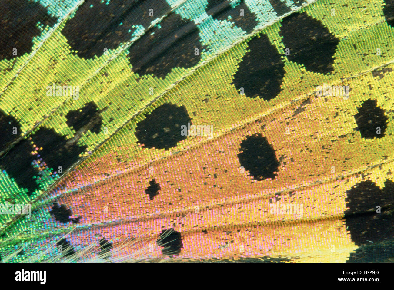 Madagascan Sunset Moth (Chrysiridia rhipheus) detail of wing ...