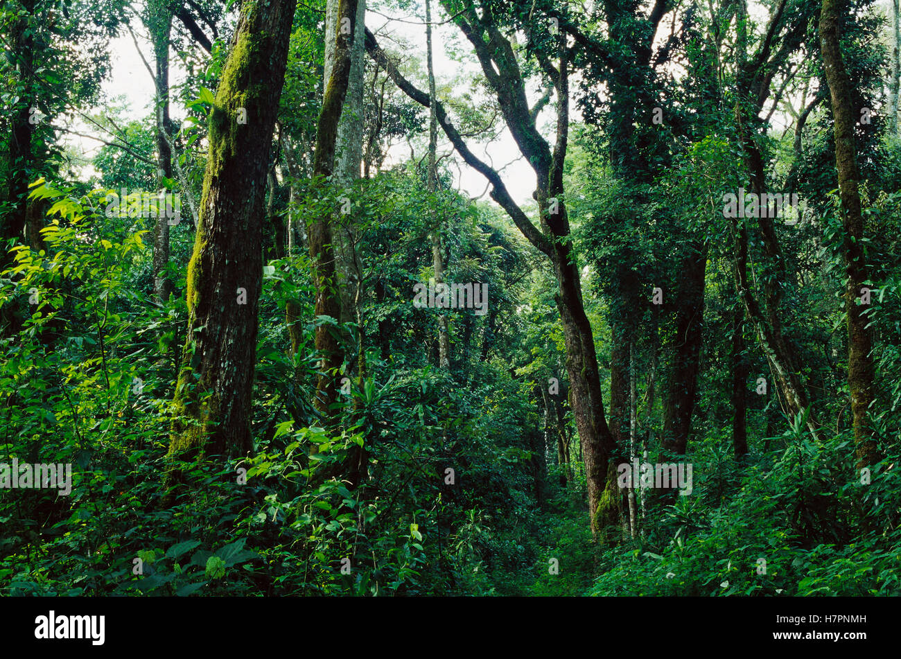 Mid and upper canopy interior of tropical rainforest, Kakamega Forest ...