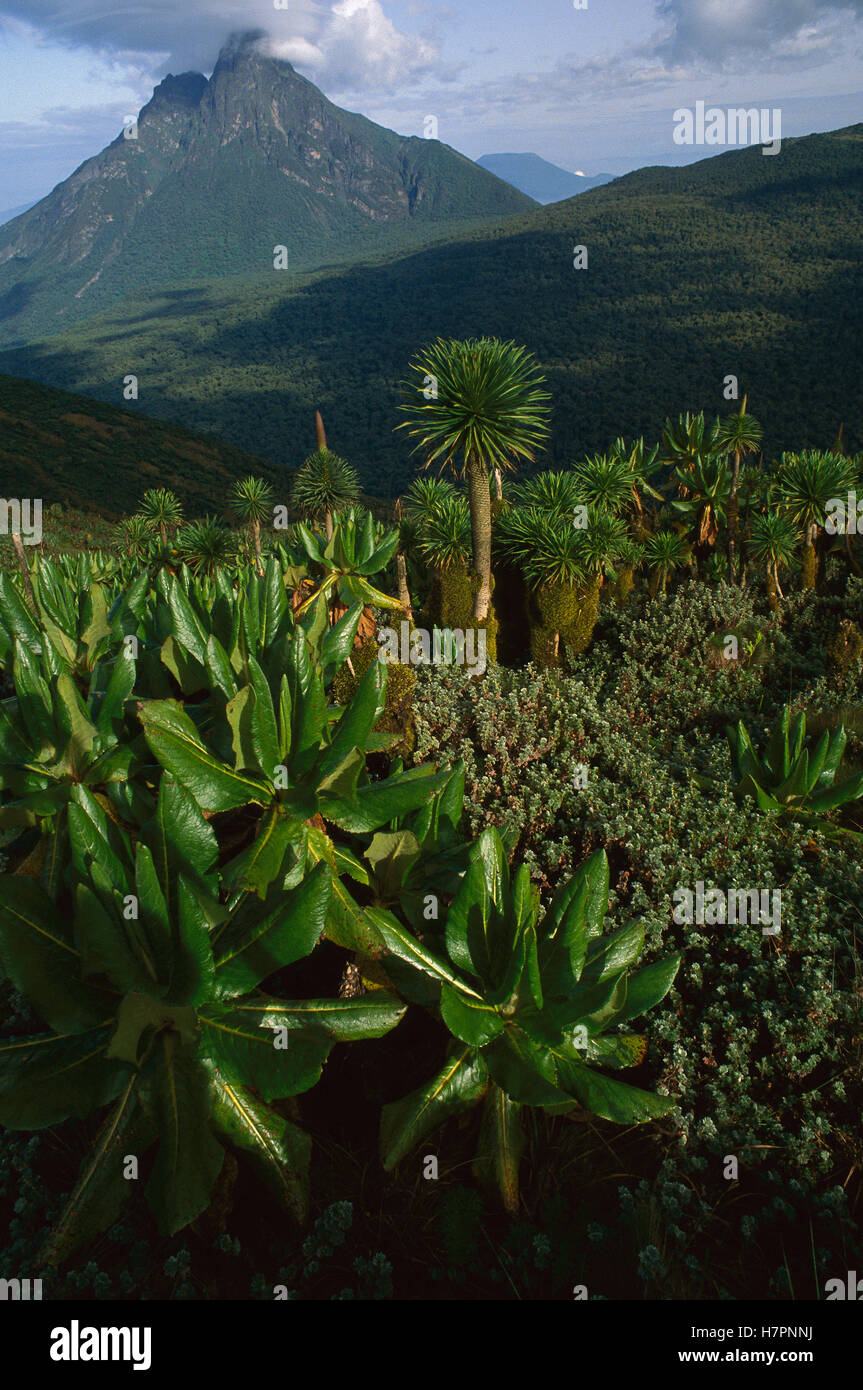 Mount Mikeno in Zaire with sub-afro flora, south slope of Mount Visoke ...