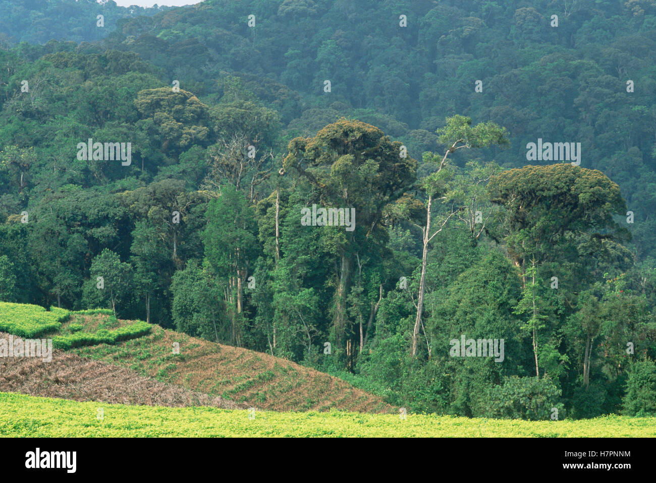 Tea farm encroaching on tropical rainforest, Nyungwe Forest, Rwanda ...