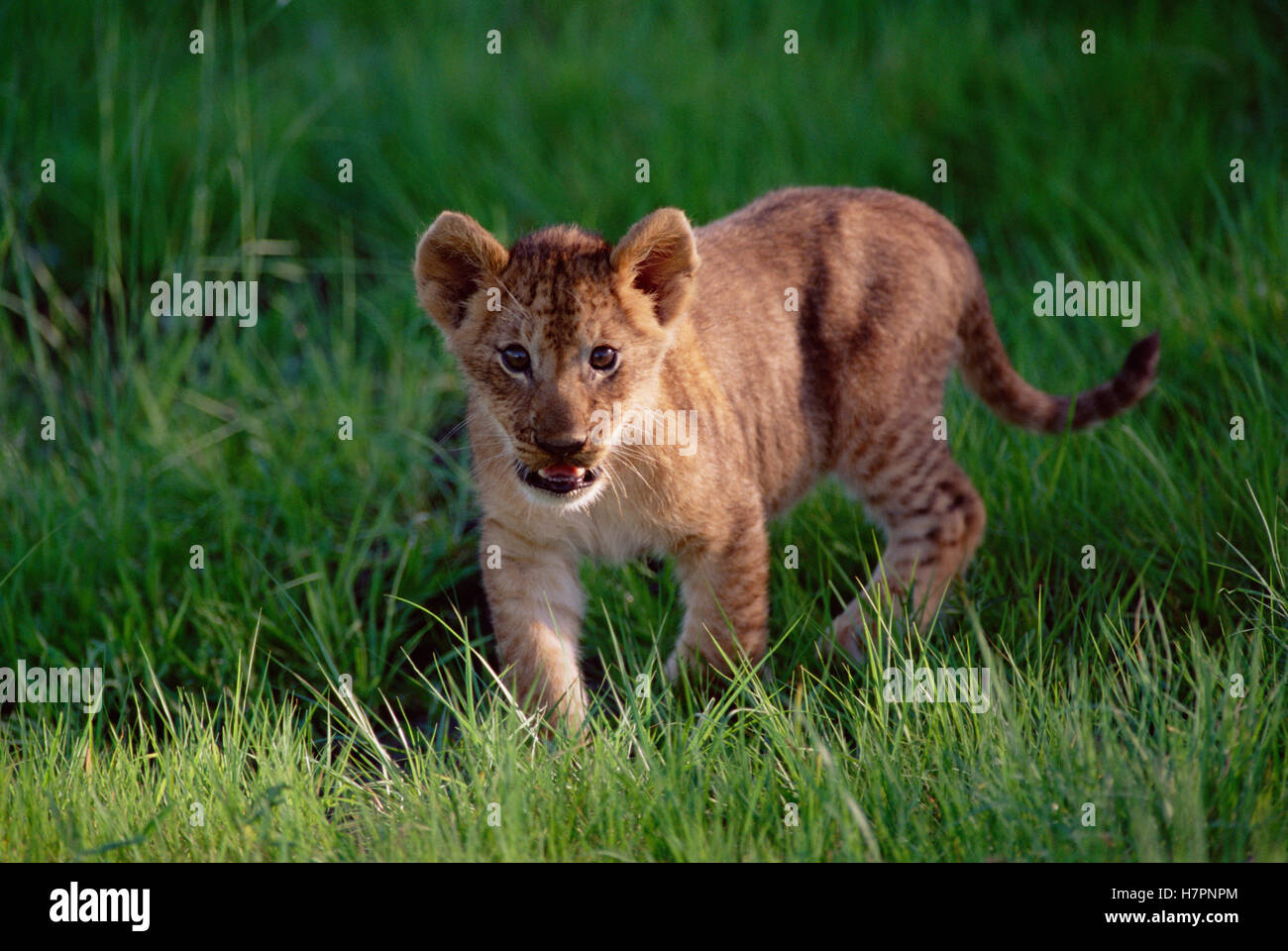 African Lion (Panthera leo) cub, portrait, Moremi Wildlife Reserve ...
