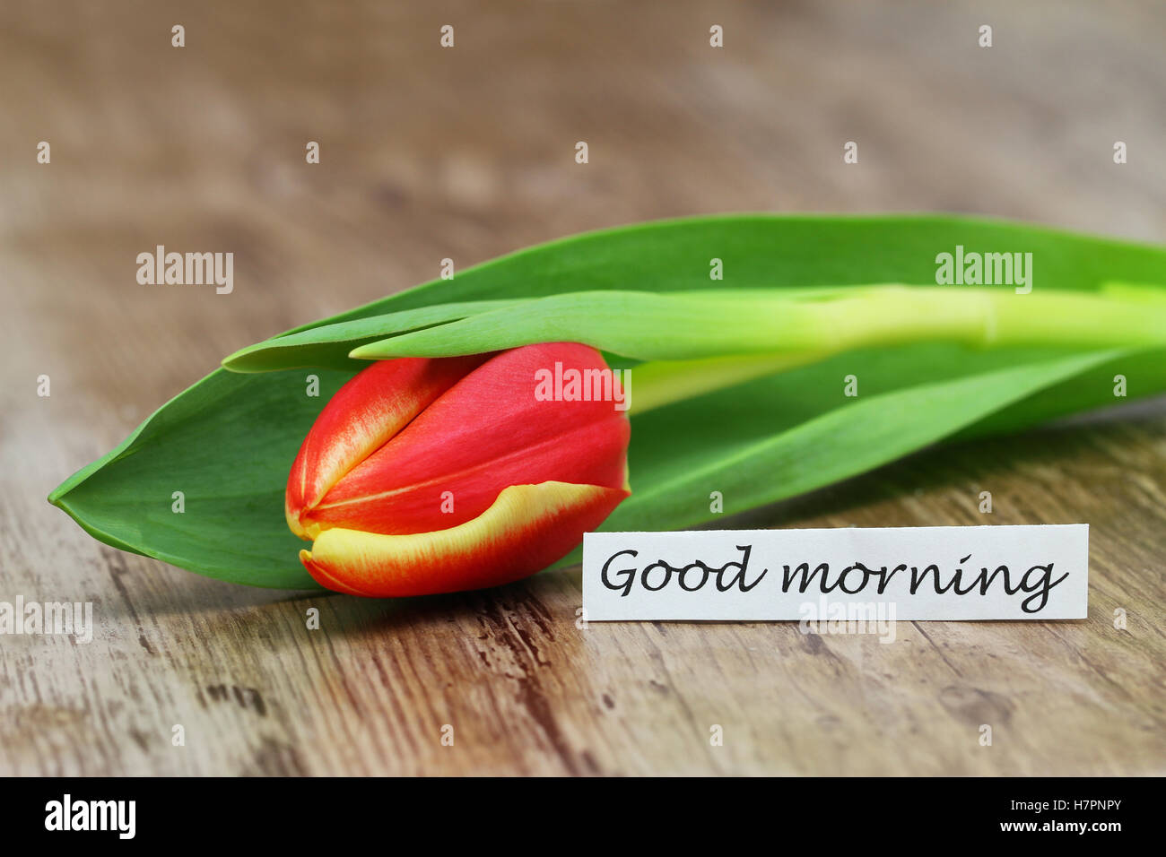 Good morning card with red and yellow tulip, closeup Stock Photo - Alamy