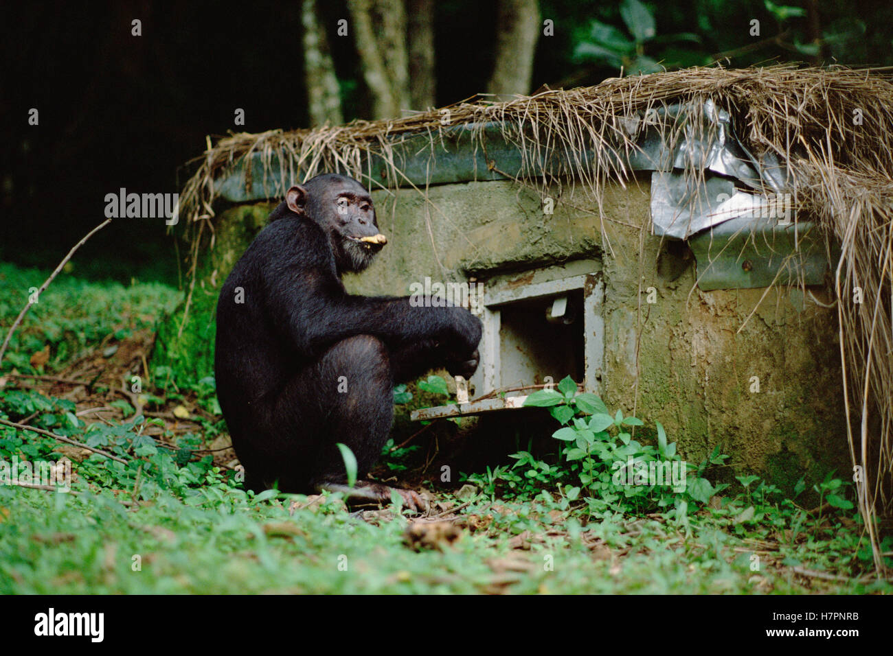 Chimpanzee (Pan troglodytes) at banana station, Gombe Stream National ...