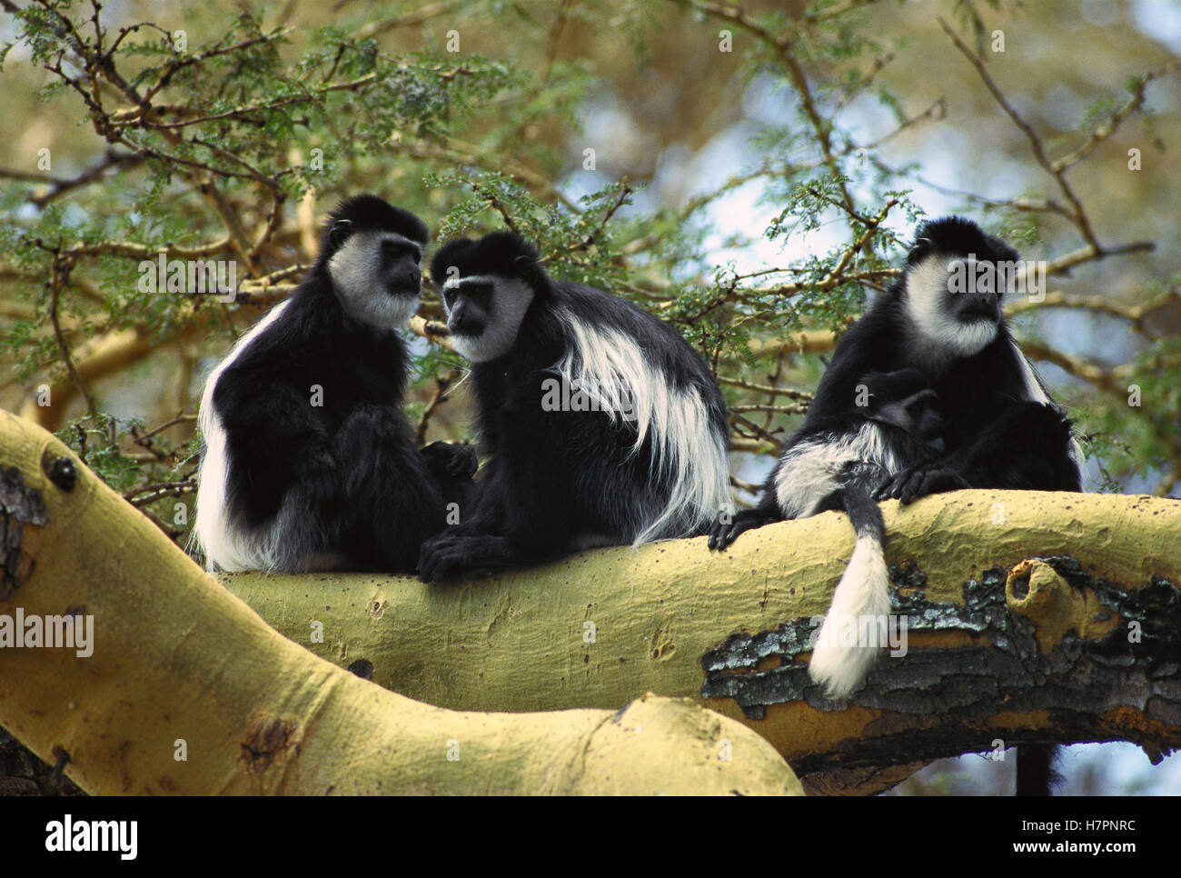Mantled Colobus (Colobus guereza) family up in a tree, Lake Naivasha ...