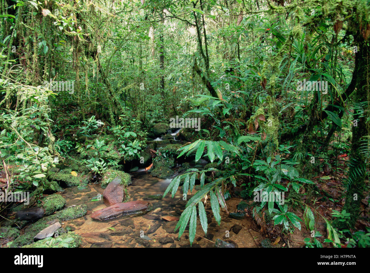 Mountain stream through montane tropical rainforest, 1200 meters high ...