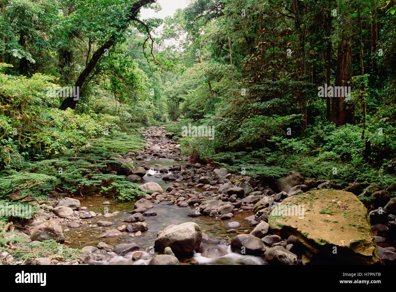 Mekolosene River running through montane tropical rainforest, southern ...