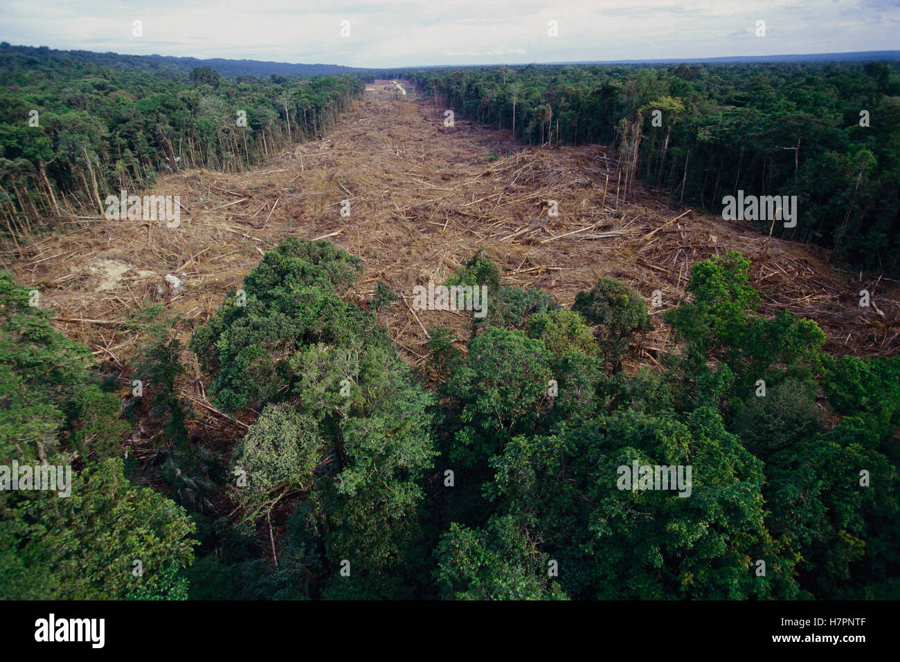 Clearing of tropical rainforest south of Lake Kutubu for Gobe oil camp ...