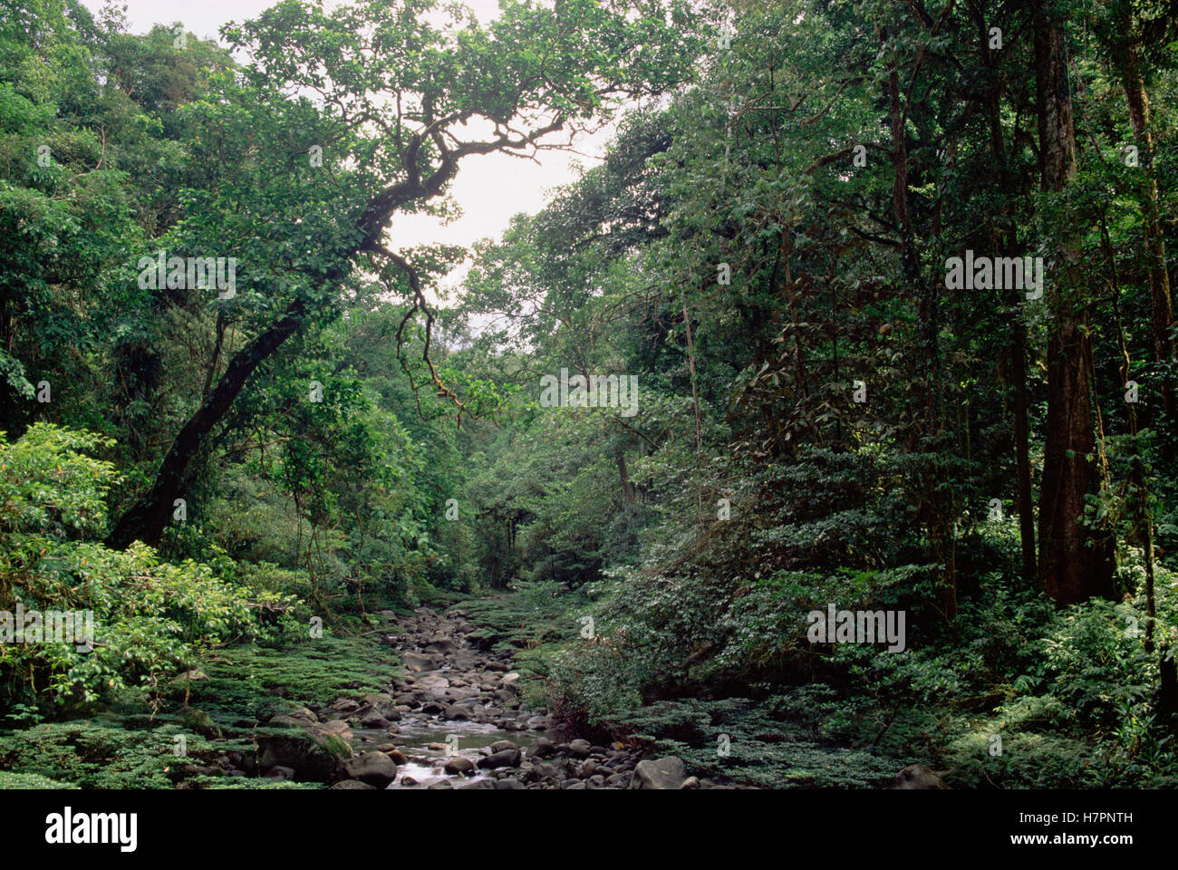 Mekolosene River flowing through montane tropical rainforest, southern ...