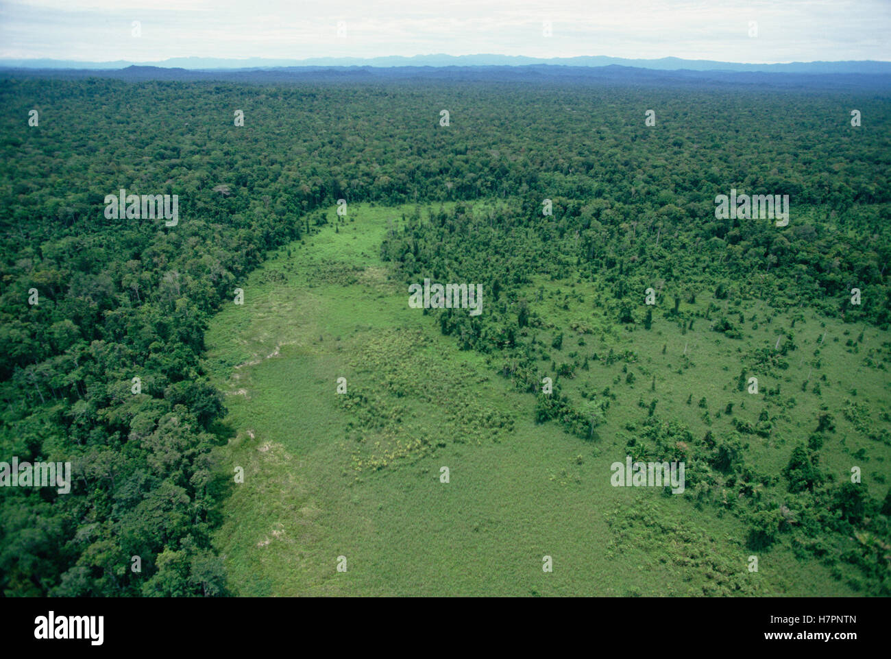 Regrowth of rainforest over old river channel, aerial view of Kikori ...