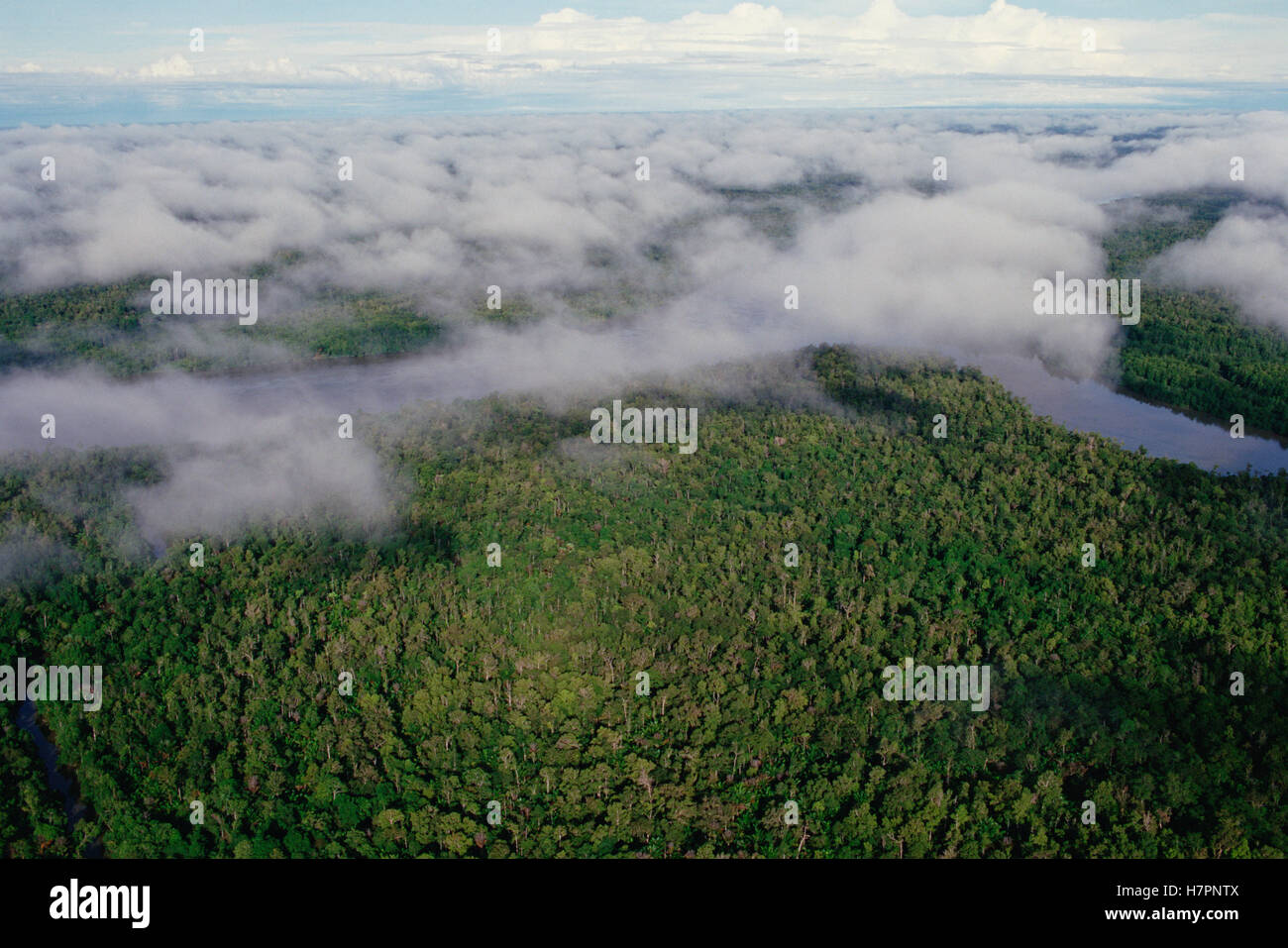 Aerial view of meandering Kikori River and streams through lowland ...