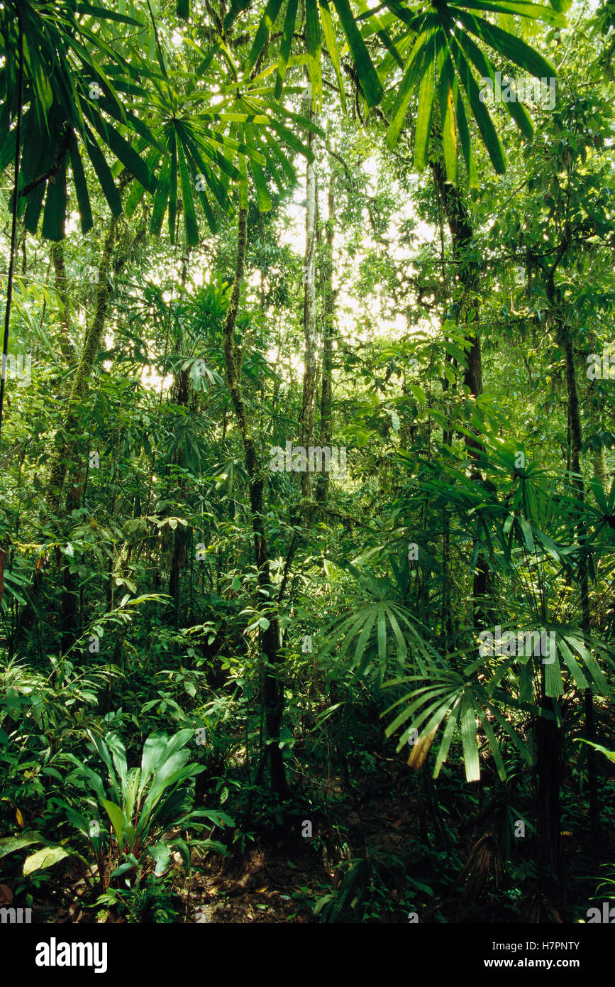 Lowland tropical rainforest with epiphytic growth in the canopy, Omo ...