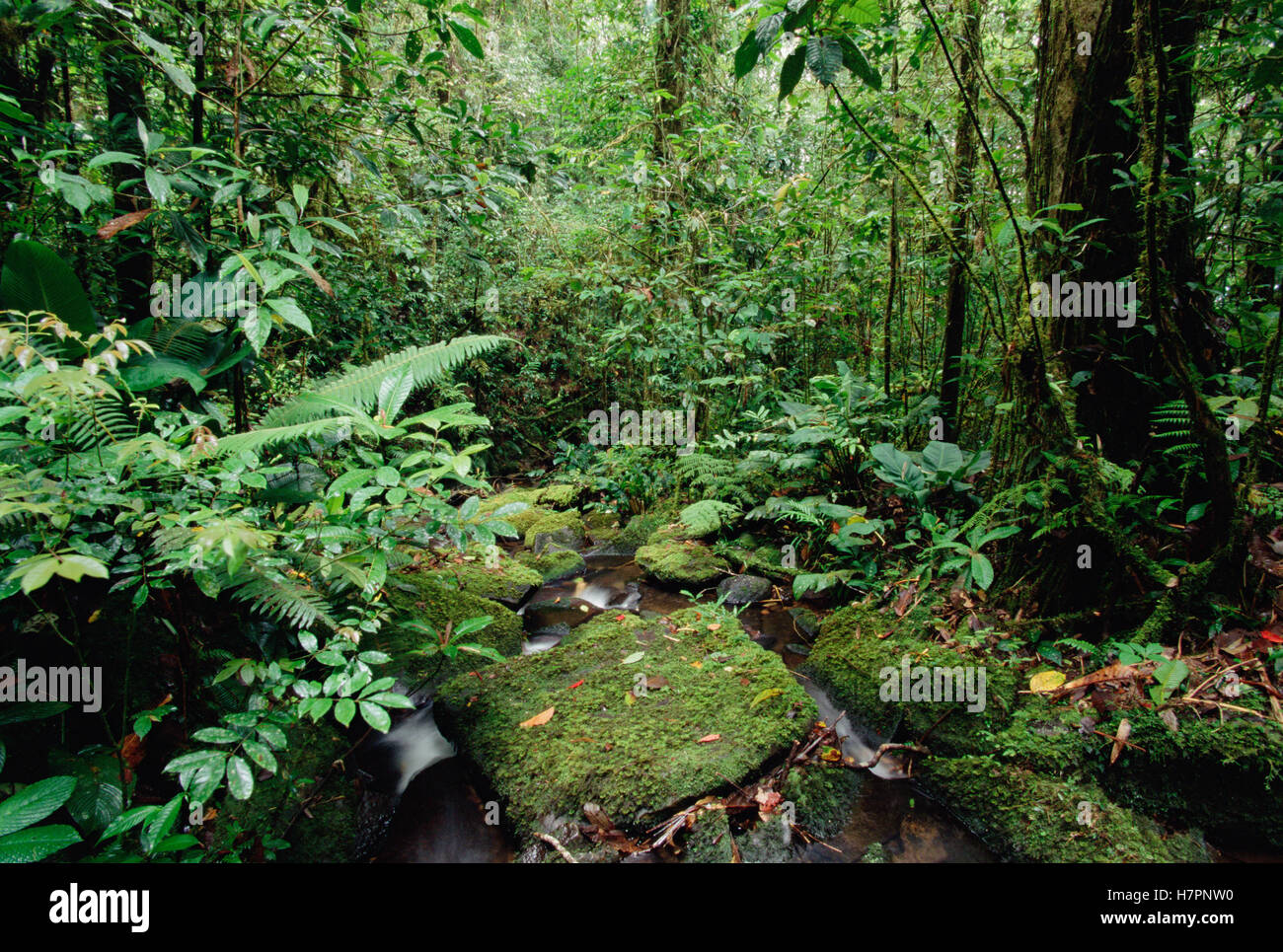 Mountain stream flowing through montane tropical rainforest at 1200 ...
