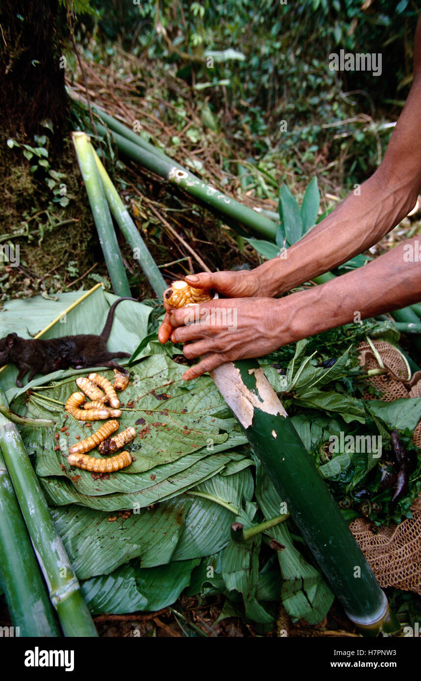 Sago Palm Beetle larvae being prepared for cooking, Kasua Bush Camp ...