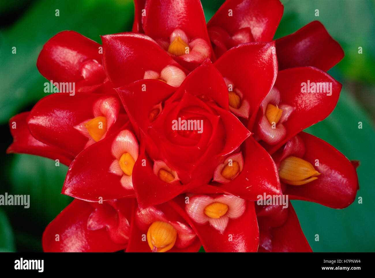 Indonesia Flower Indonesian Flowers Hi Res Stock Photography And