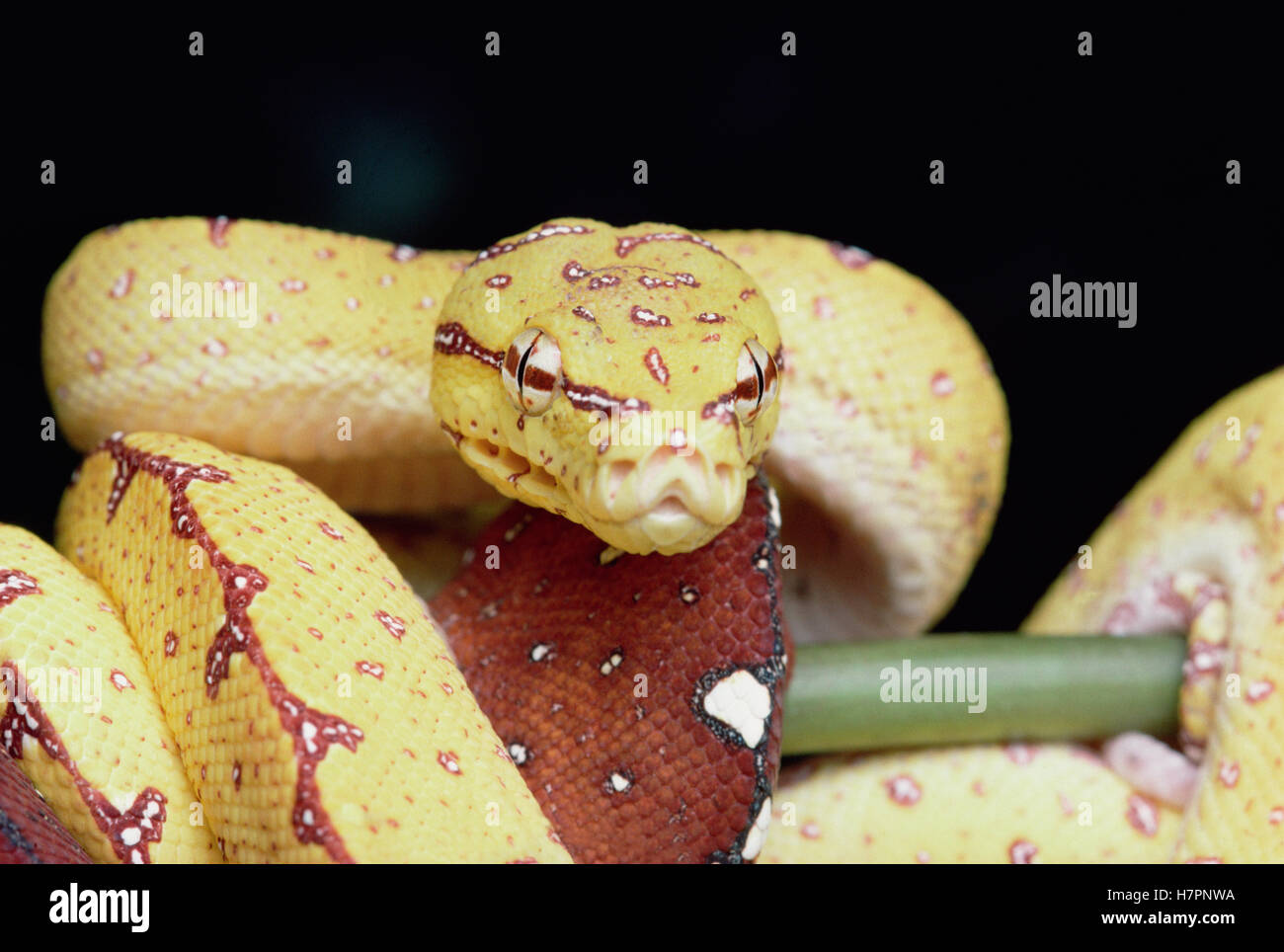 Green Tree Python (Chondropython viridis) juvenile, Papua New Guinea ...