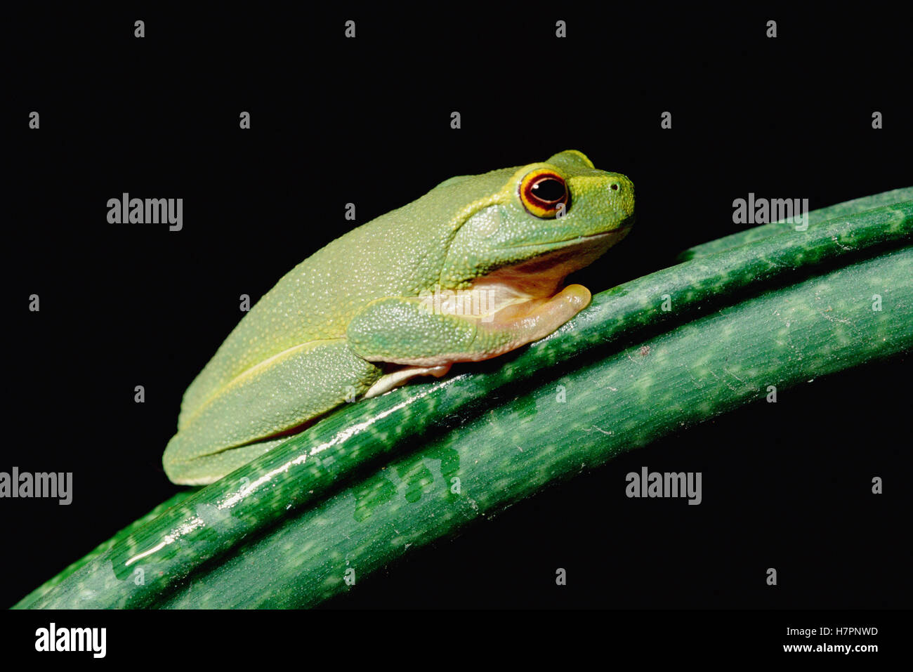 Dainty Tree Frog (Litoria gracilenta), Daintree National Park ...