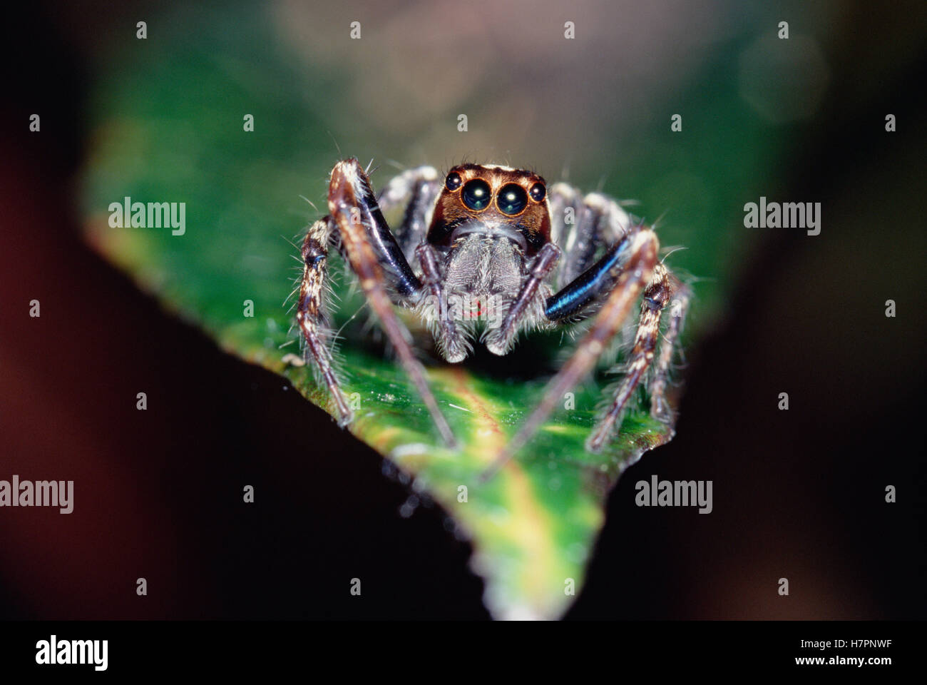 Jumping Spider (Plexippus paykulli) close up on leaf, front view ...