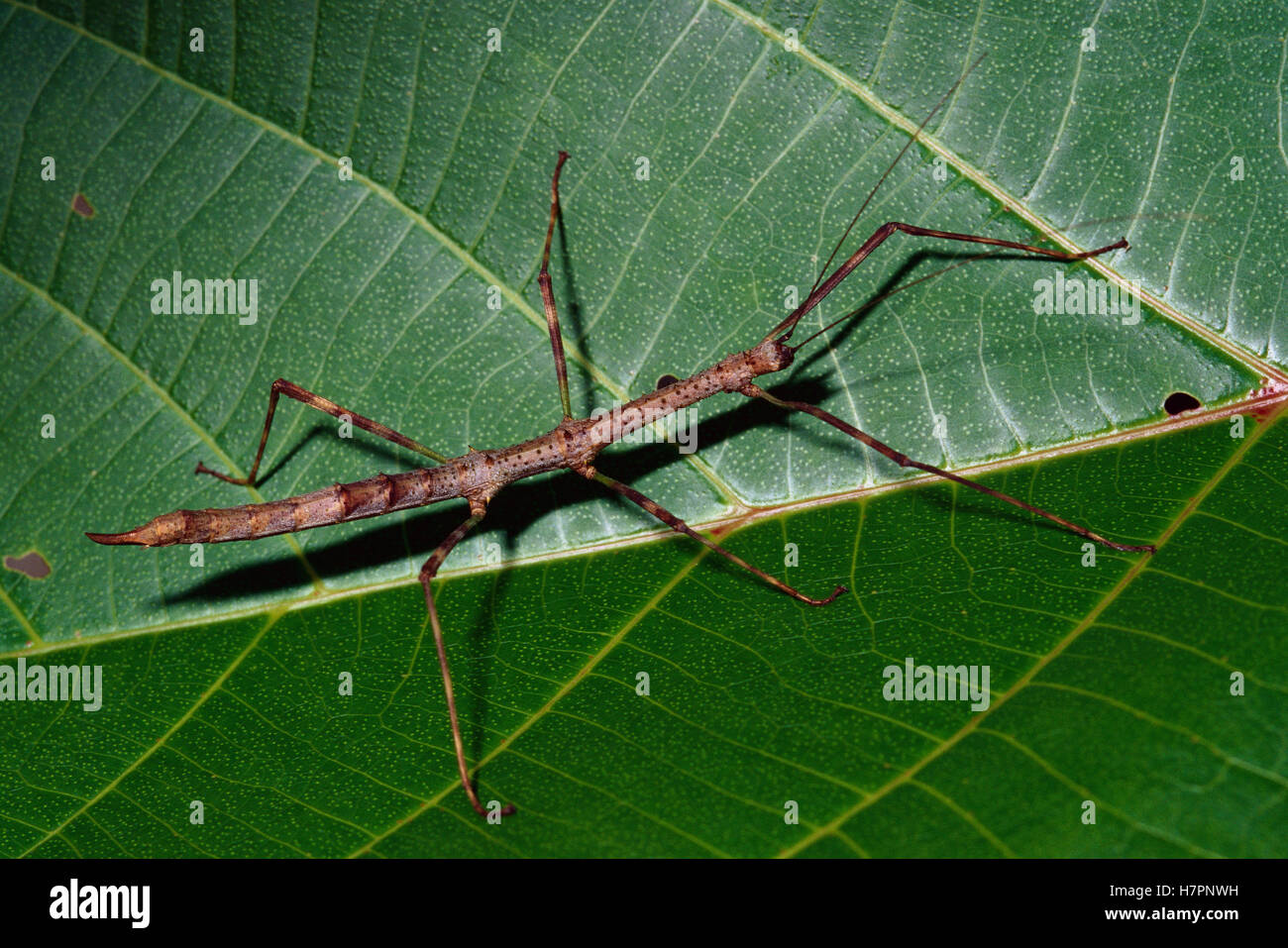 Stick Insect on leaf, Papua New Guinea Stock Photo - Alamy