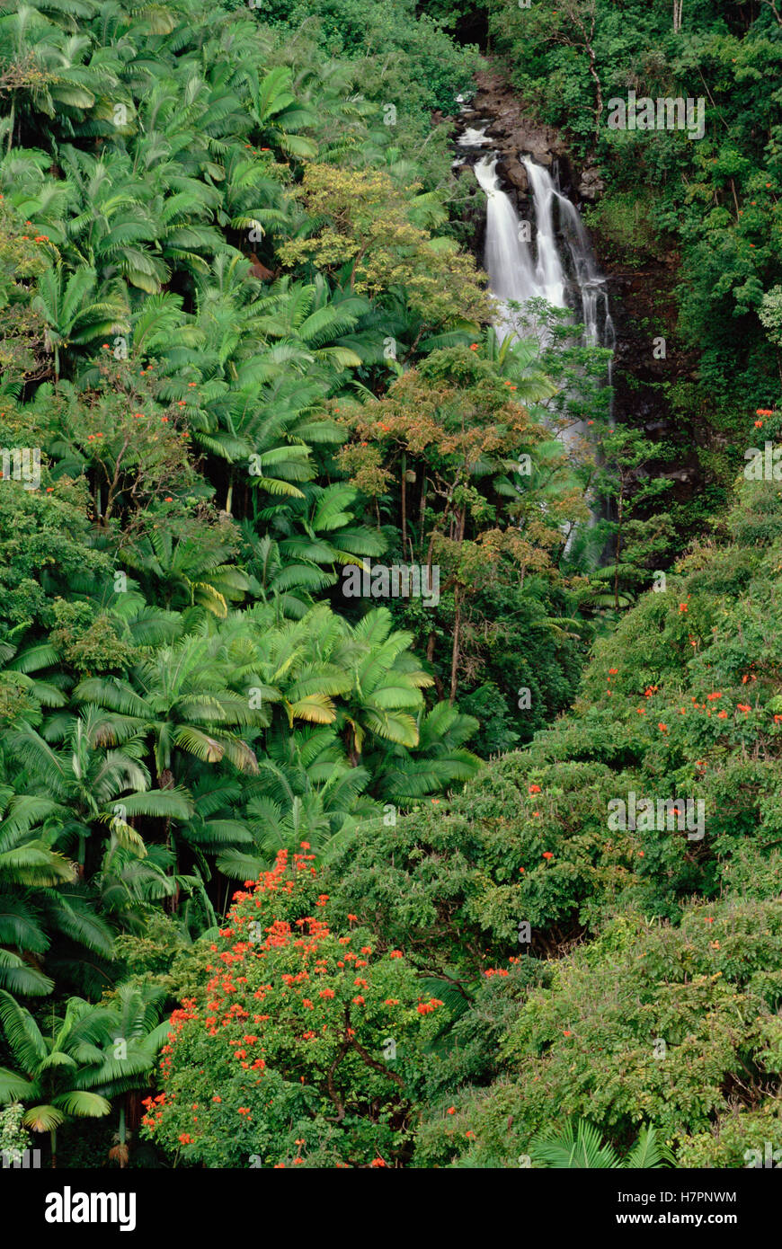 Native and exotic rainforest vegetation in Nanue River Valley, Hawaii ...