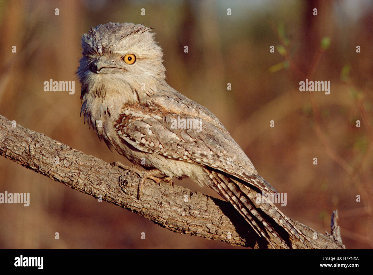 Tawny Frogmouth (Podargus strigoides) arid forests, northern Australia ...