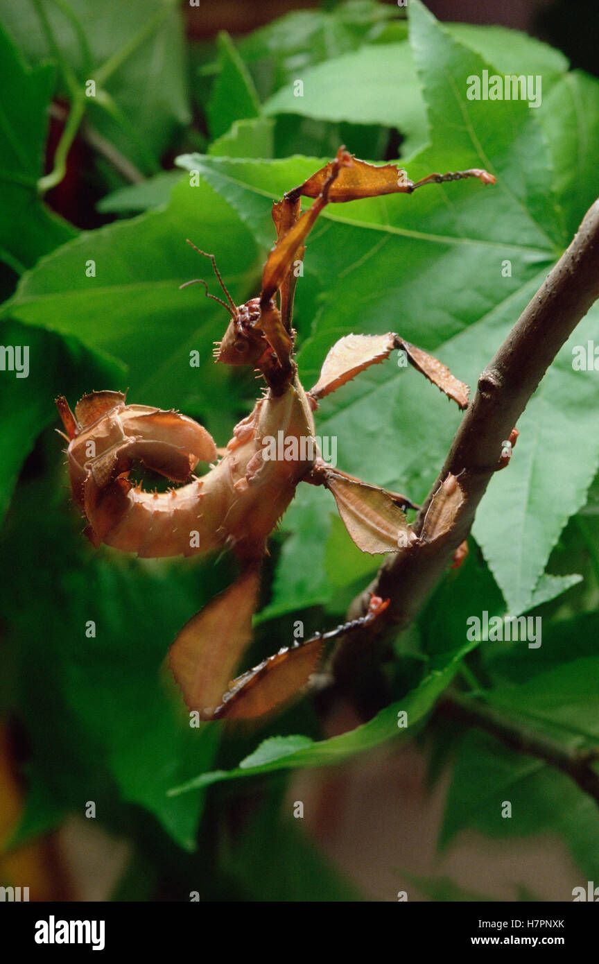 Australian Walking stick (Extaosoma tiaratum) tropical Queensland ...