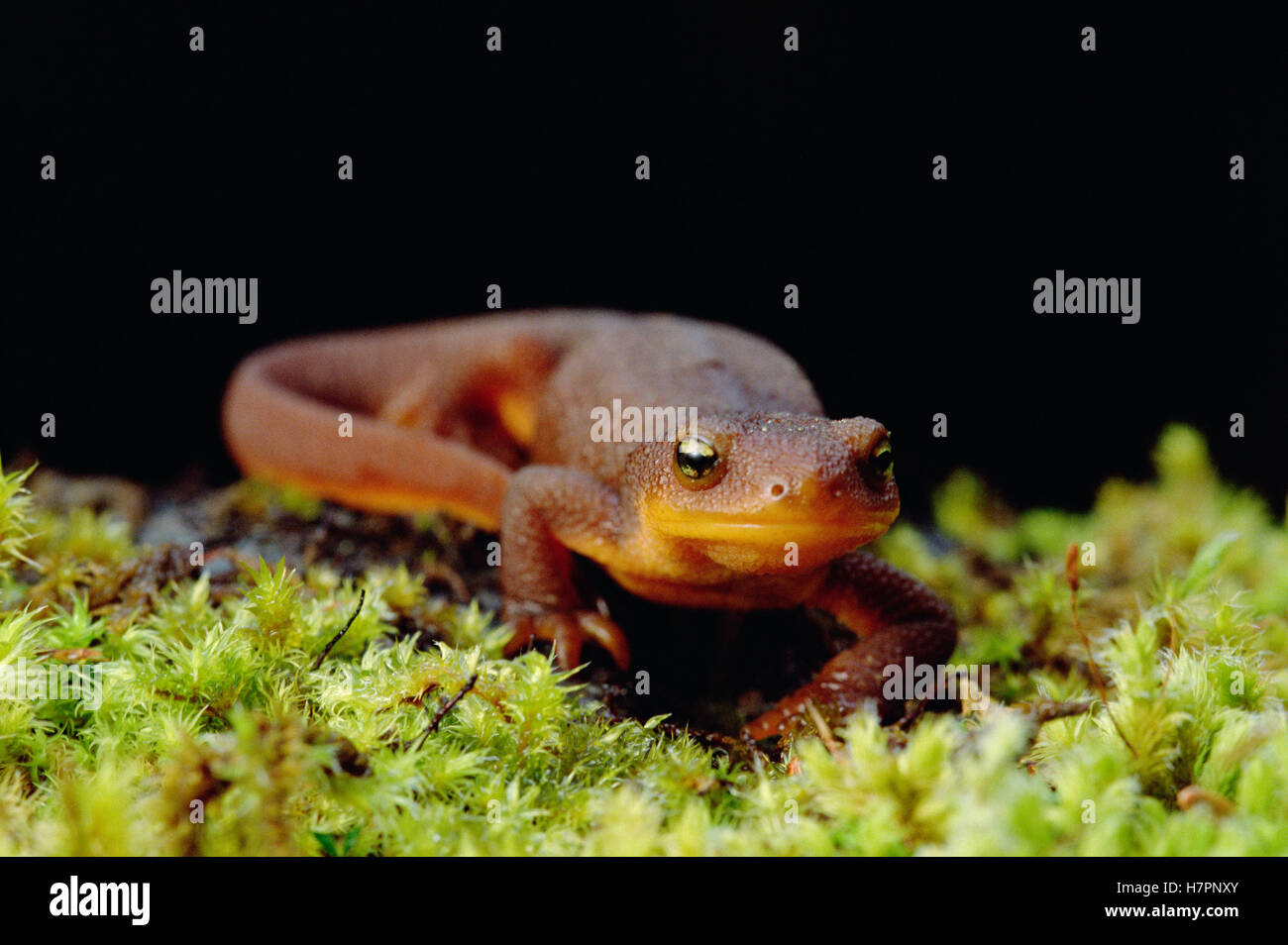 Rough-skinned Newt (Taricha granulosa), Siskiyou National Forest ...